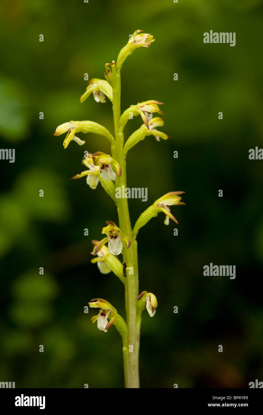 Coralroot Orchid, Corallorhiza trifida in shady woodland Stock Photo ...