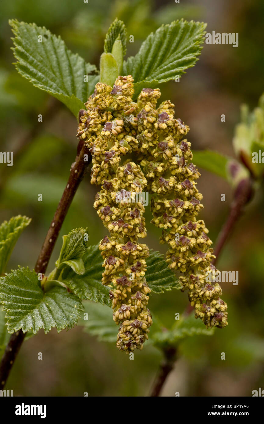 Green Alder, Alnus viridis - male catkins in spring, Swiss Alps Stock ...