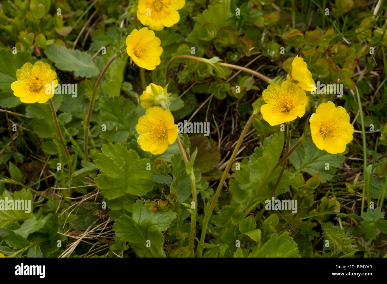 Alpine Avens, Geum montanum in flower, Swiss Alps Stock Photo - Alamy