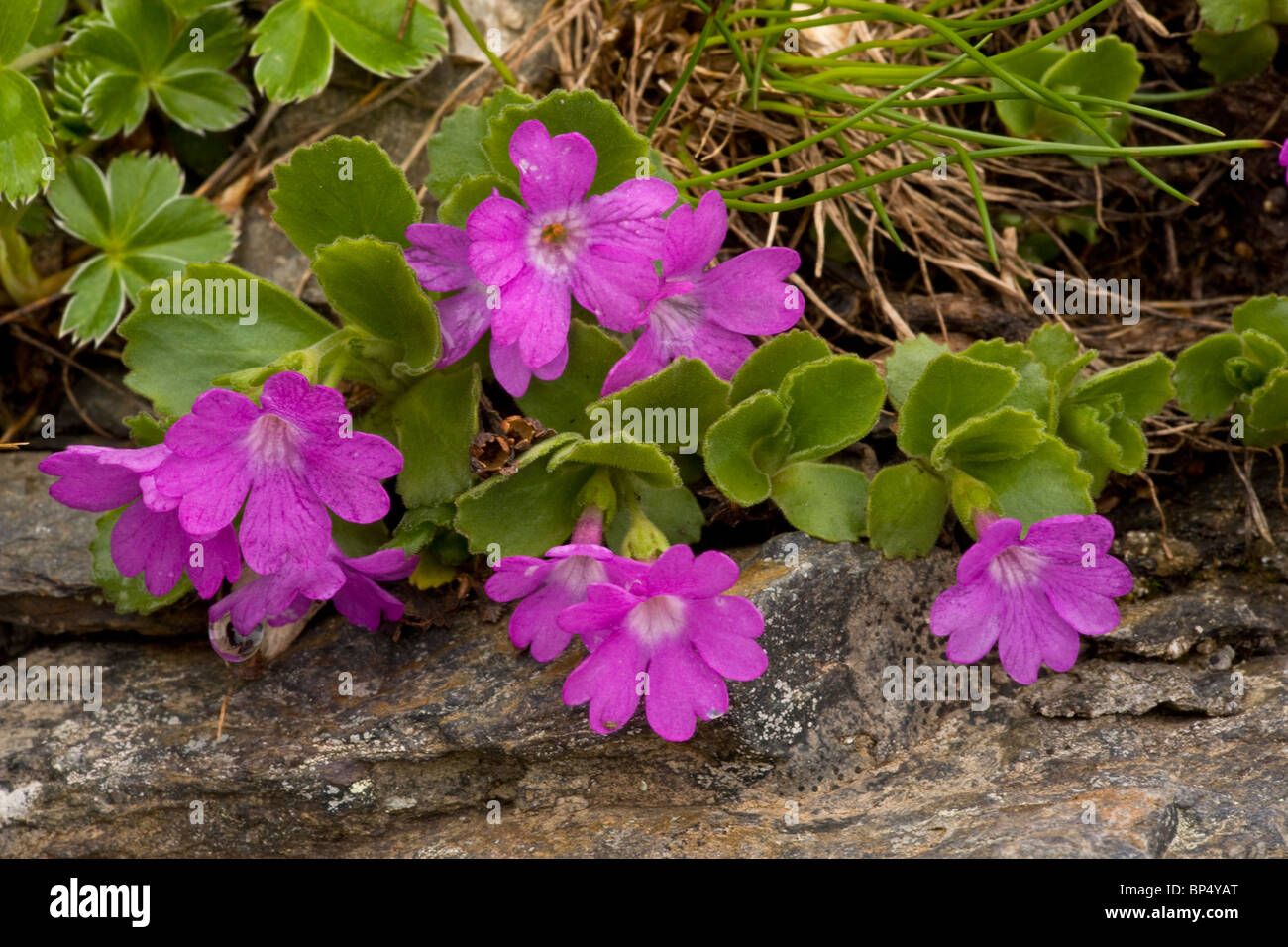 An alpine primrose, Primula hirsuta, Bernina Pass, Swiss Alps Stock ...