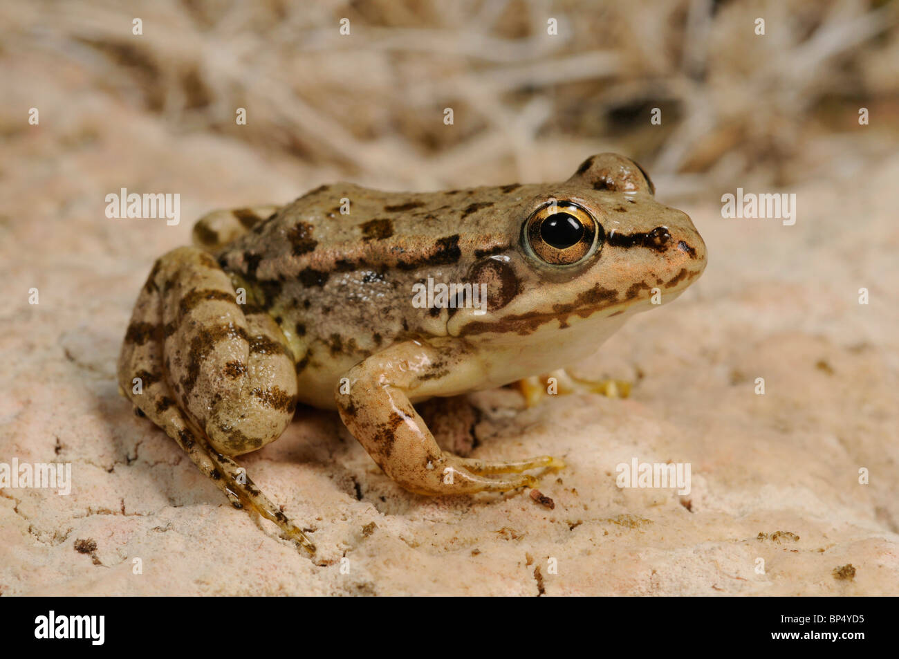Cretean waterfrog (Pelophylax cretensis, Rana cretensis), at lake ...