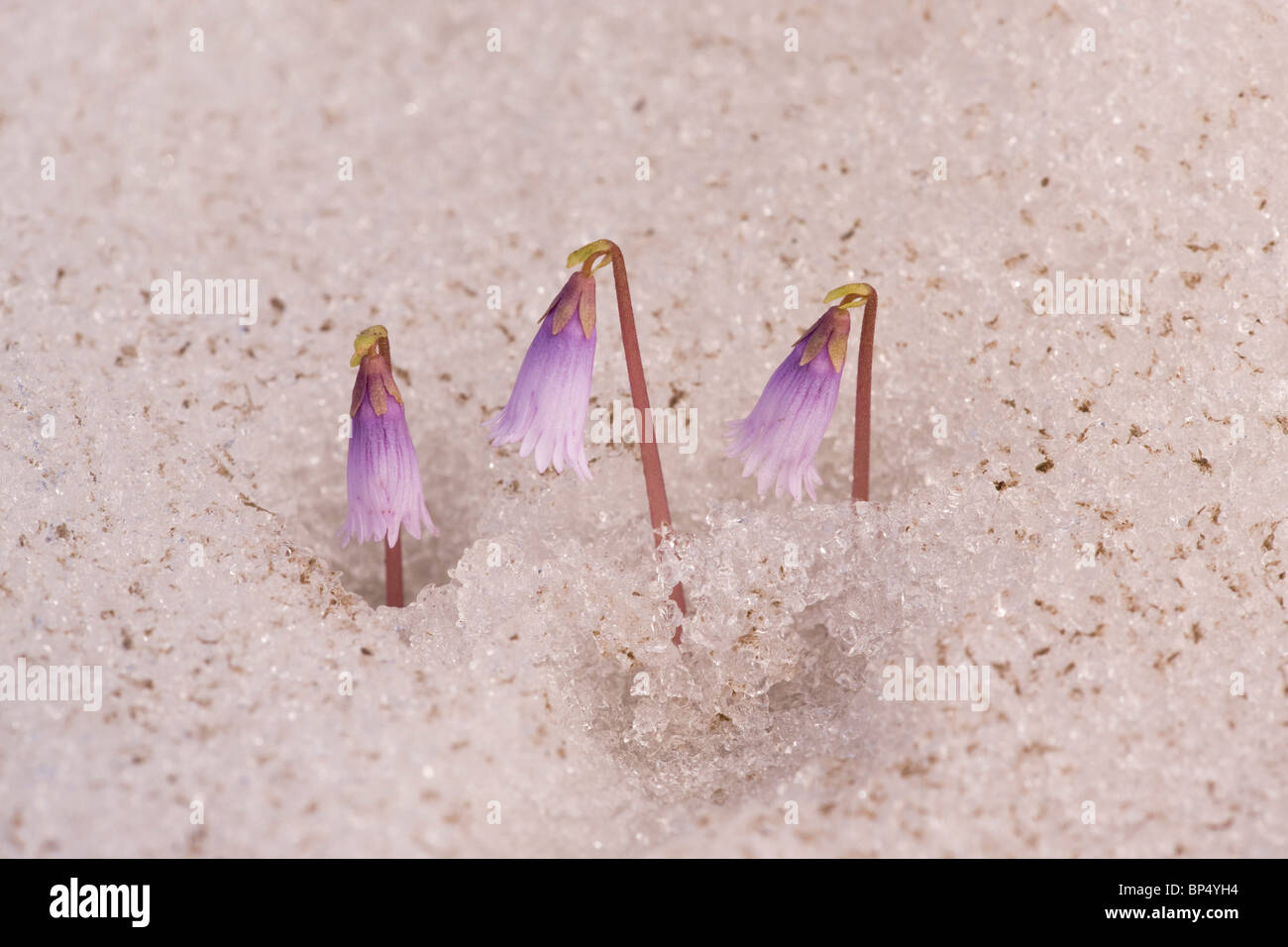 Dwarf Snowbells pushing up through the snow, Alps Stock Photo - Alamy