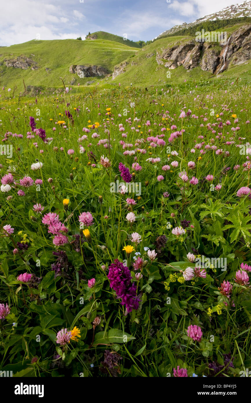 Fen meadow with marsh orchids on the Julier (Guglia) Pass, east ...