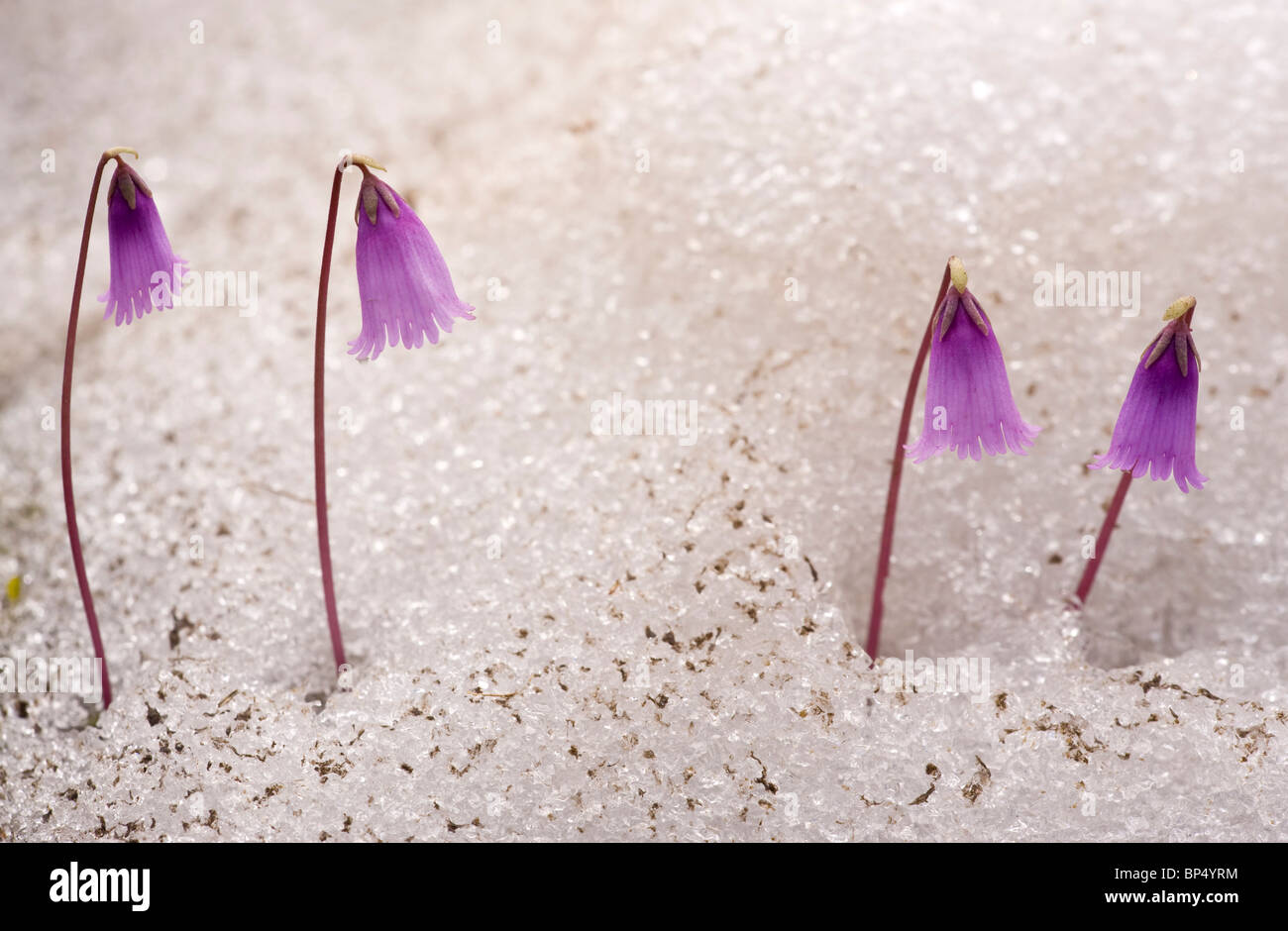 Dwarf Snowbells pushing up through the snow, Alps Stock Photo - Alamy