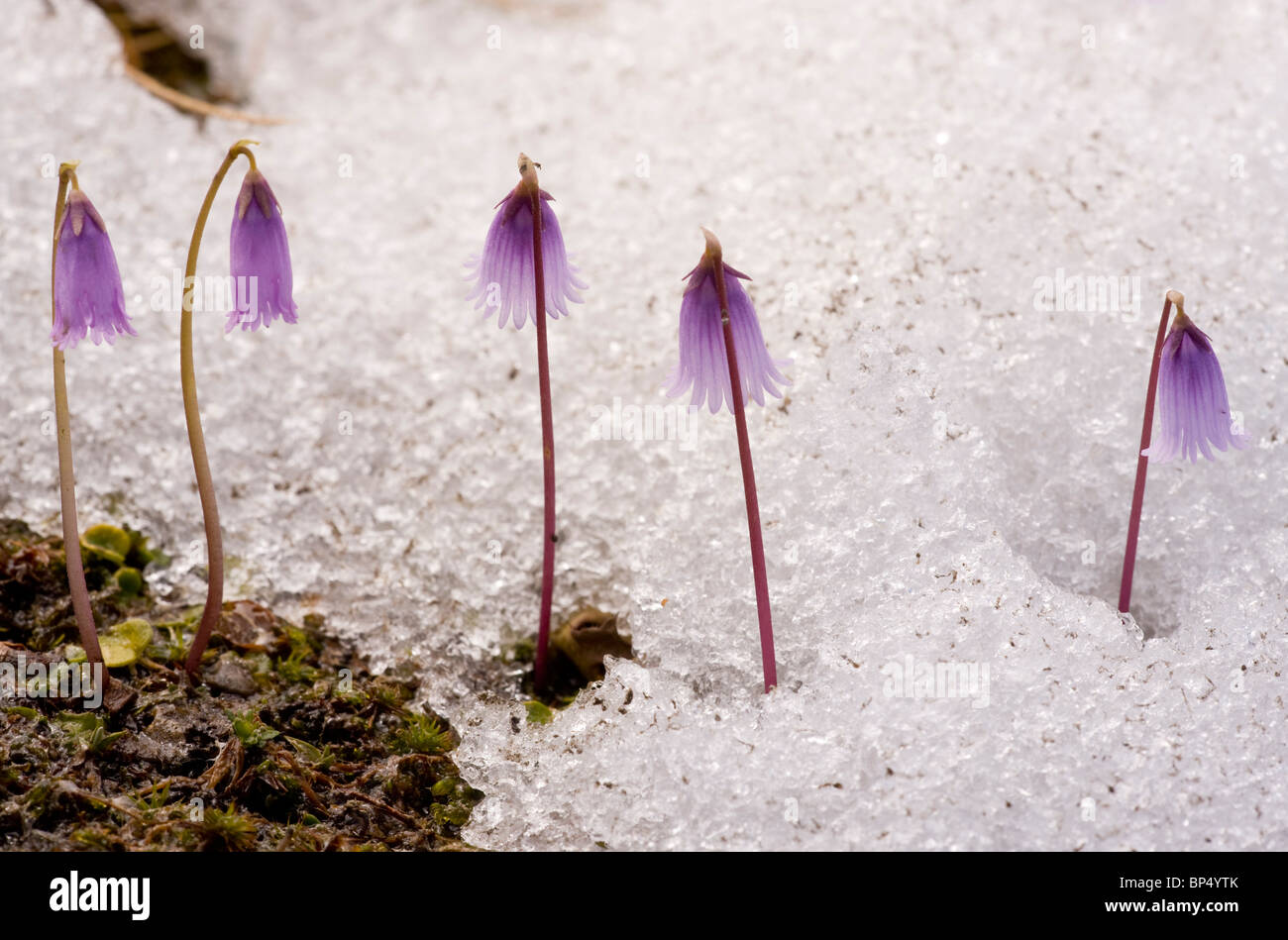 Dwarf Snowbells pushing up through the snow, Alps Stock Photo - Alamy