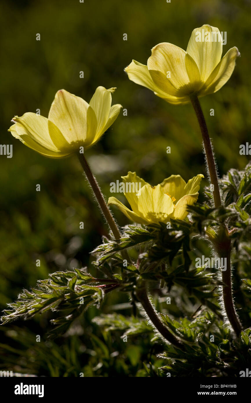 Alpine pasque flower hi-res stock photography and images - Alamy