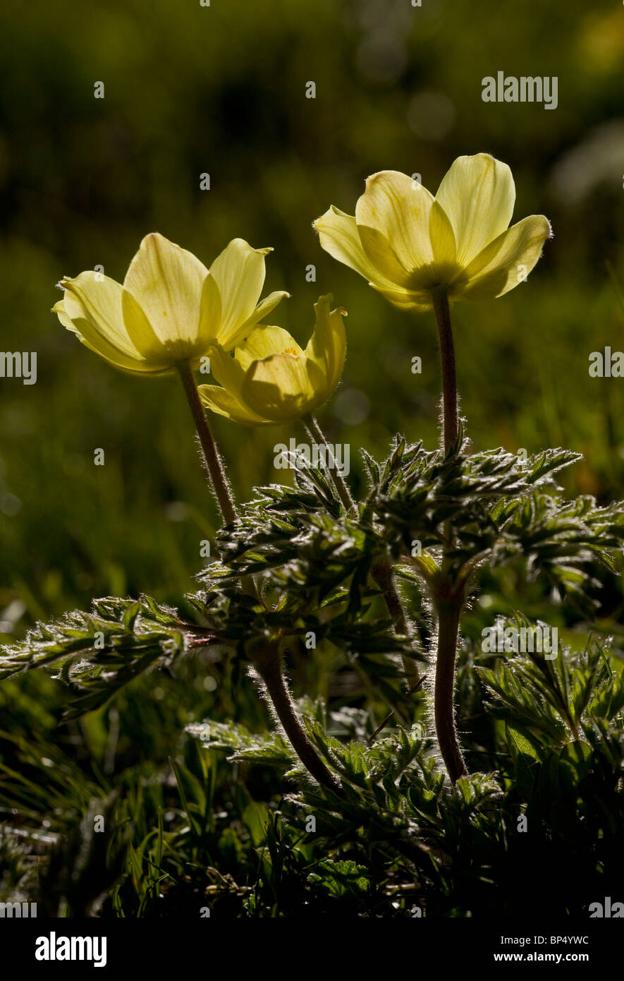 Alpine pasque flower hi-res stock photography and images - Alamy