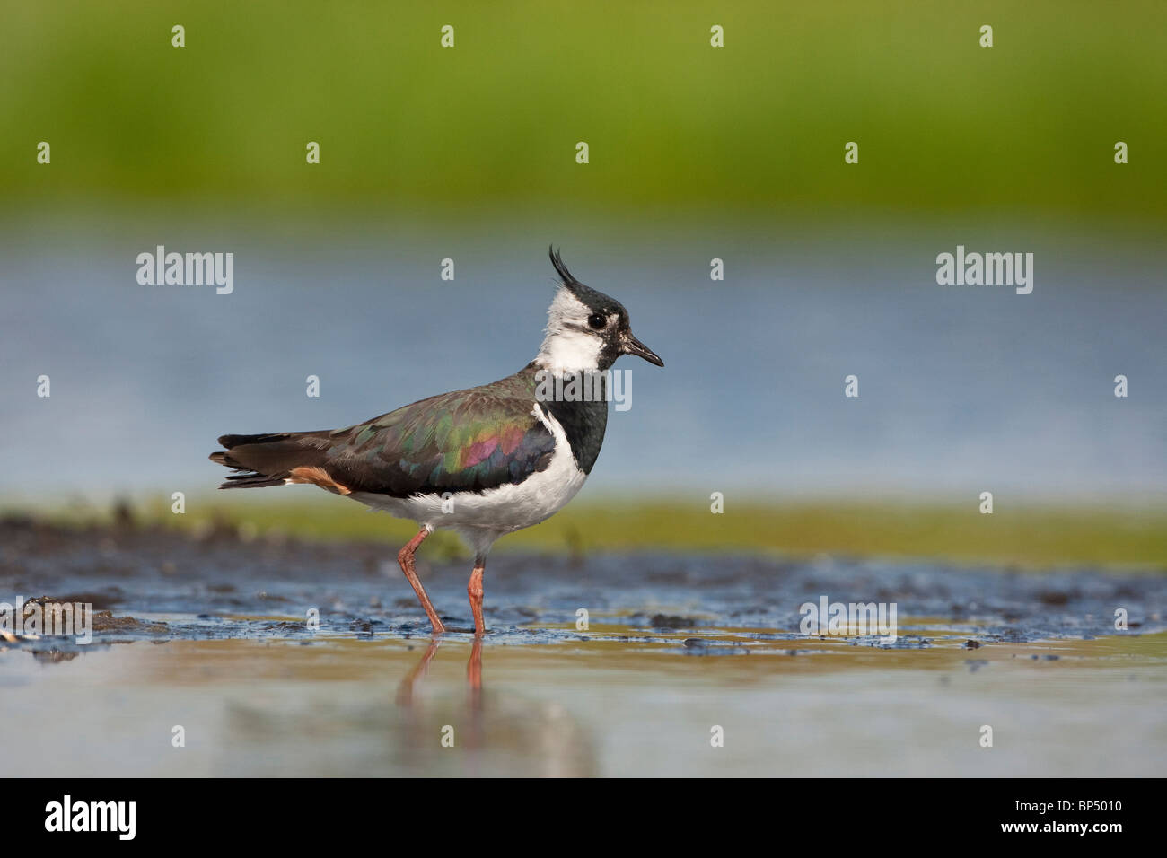 Female lapwing vanellus vanellus hi-res stock photography and images ...