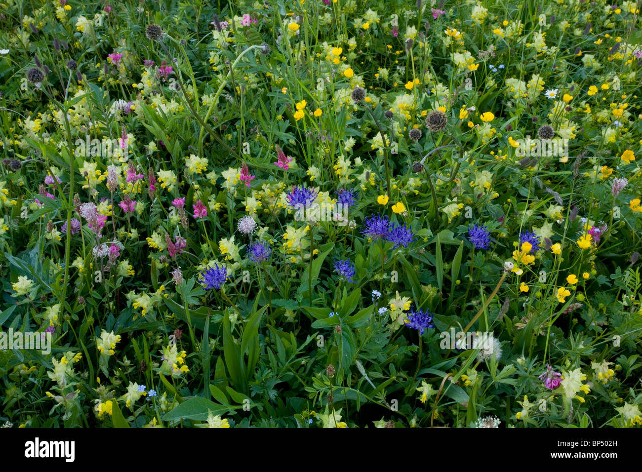 Alpine sainfoin hi-res stock photography and images - Alamy