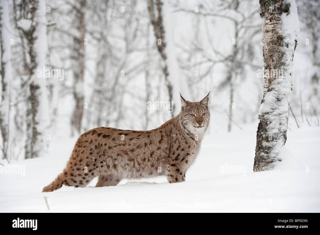 European Lynx (Felis lynx, Lynx lynx). Scandinanvian race. Adult female ...