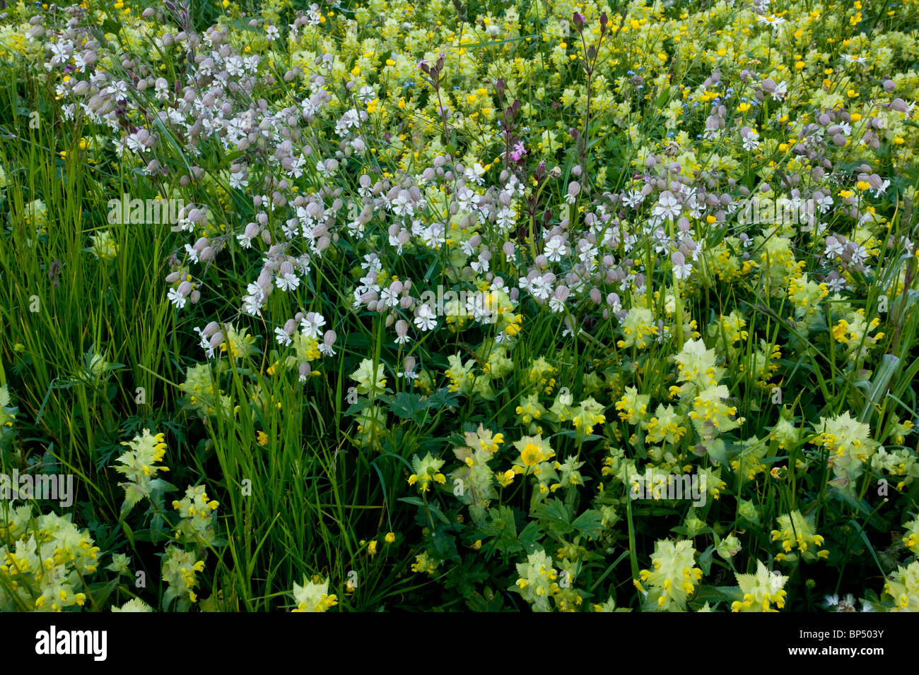 Hay rattle flower hi-res stock photography and images - Alamy