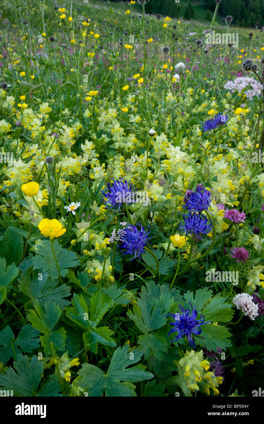 Alpine sainfoin hi-res stock photography and images - Alamy