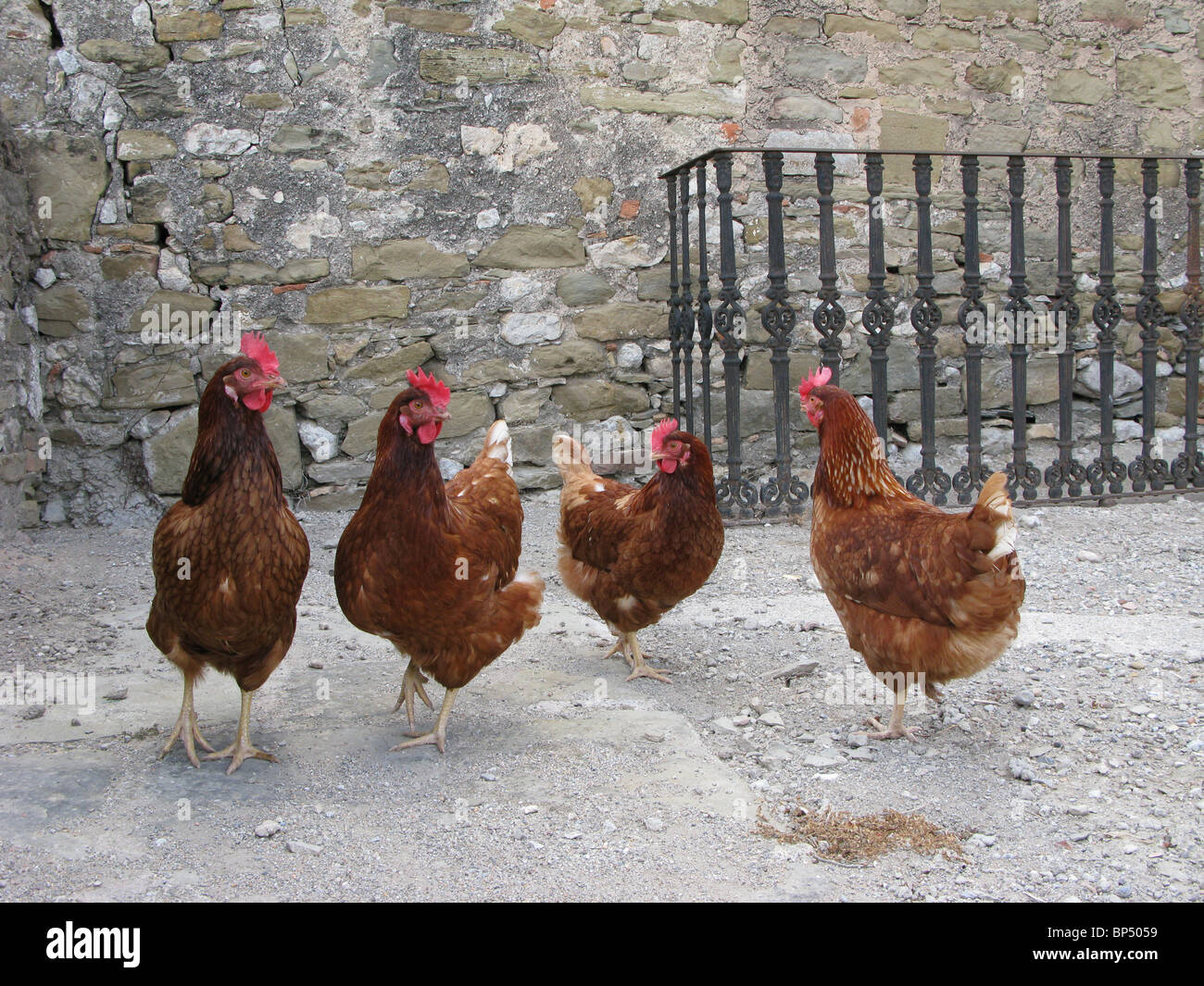 Four chicken hi-res stock photography and images - Alamy
