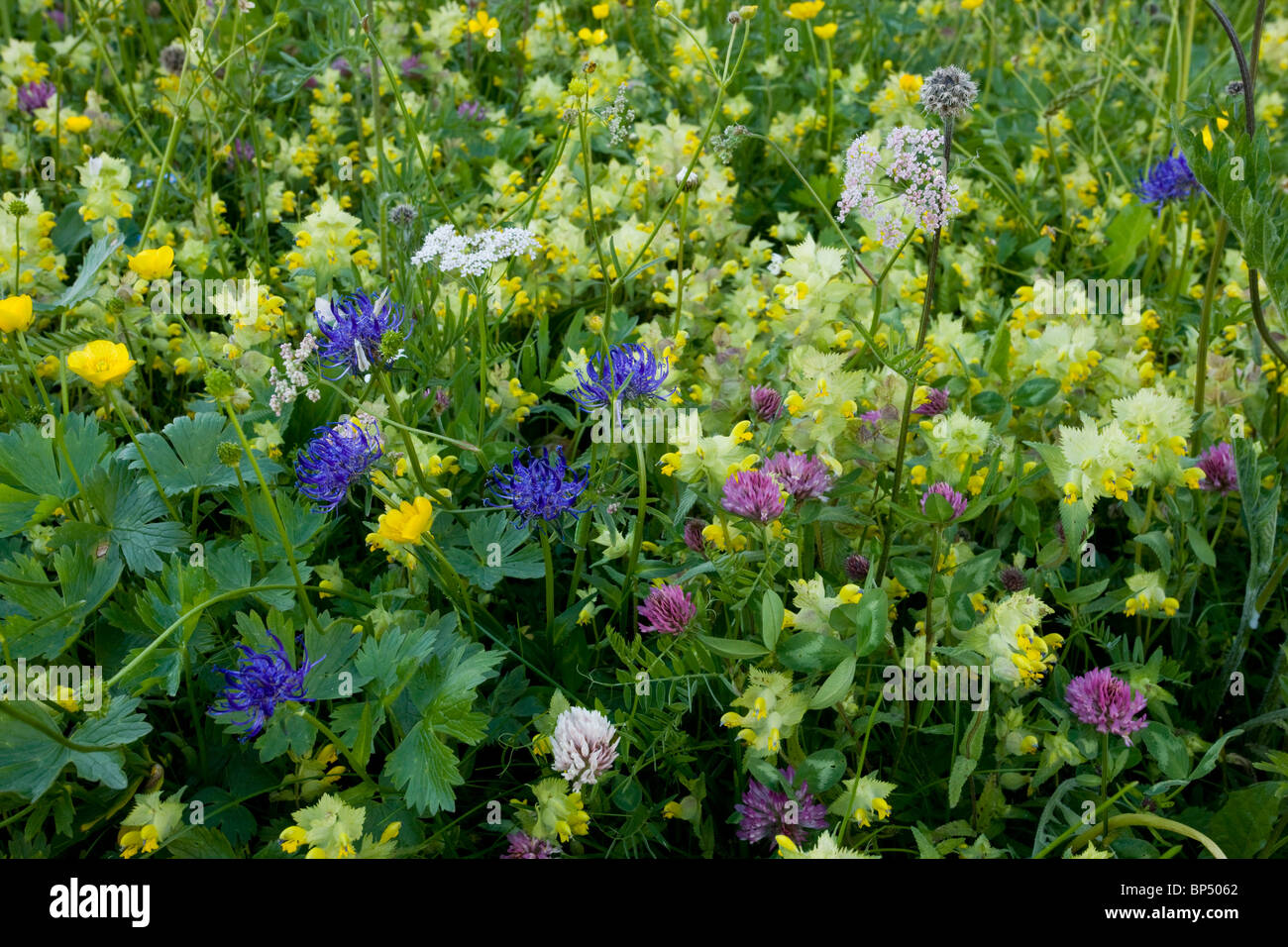 Alpine sainfoin hi-res stock photography and images - Alamy
