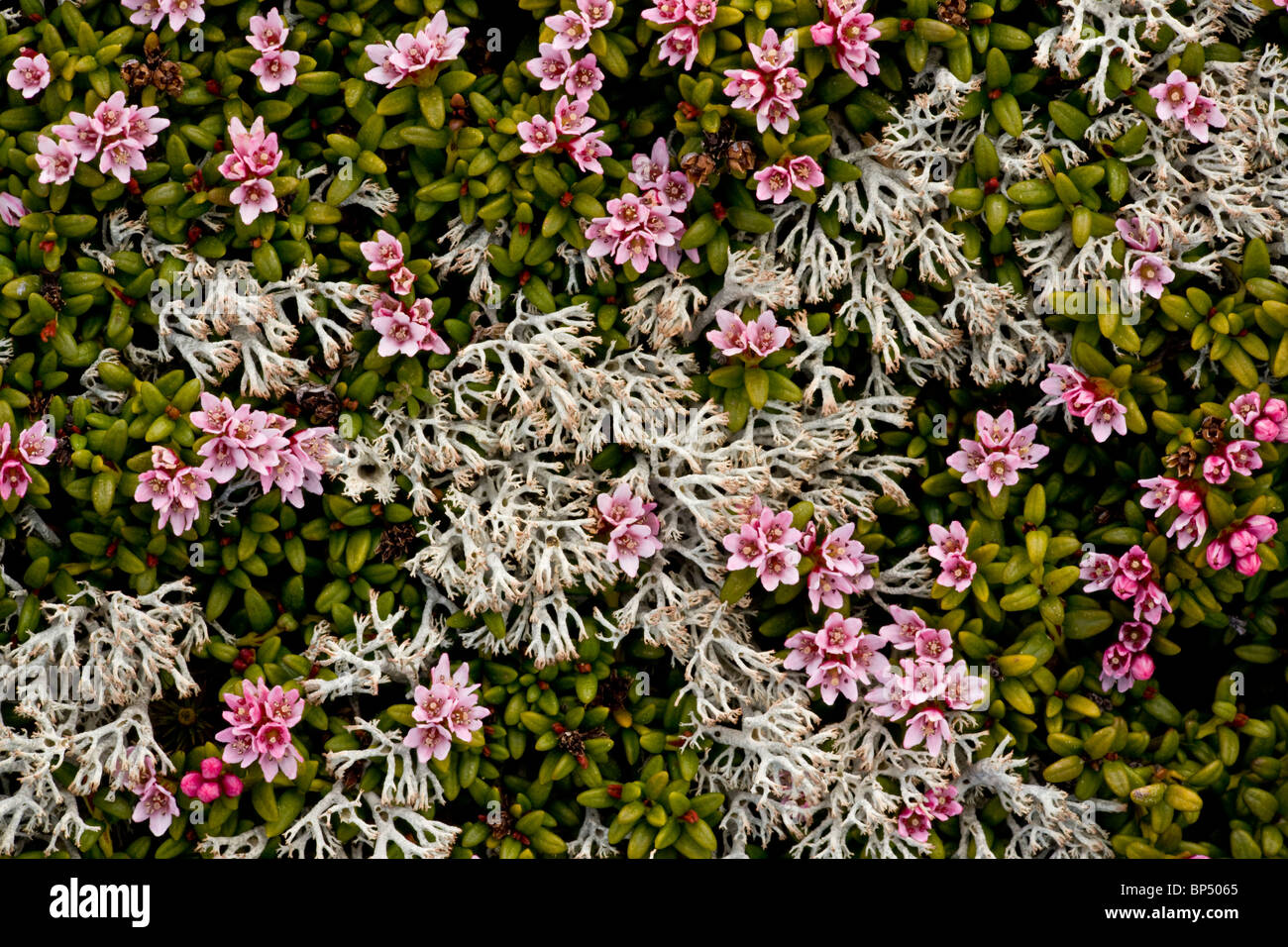 Creeping Azalea or Trailing Azalea, Loiseleuria procumbens in very ...