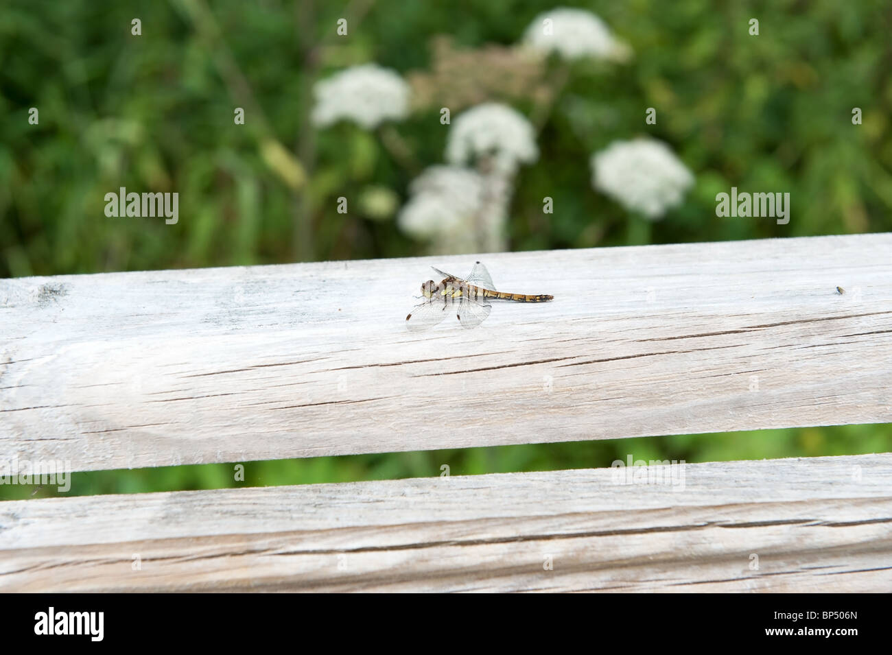 Big Dragonfly rest on the wooden fence Stock Photo - Alamy