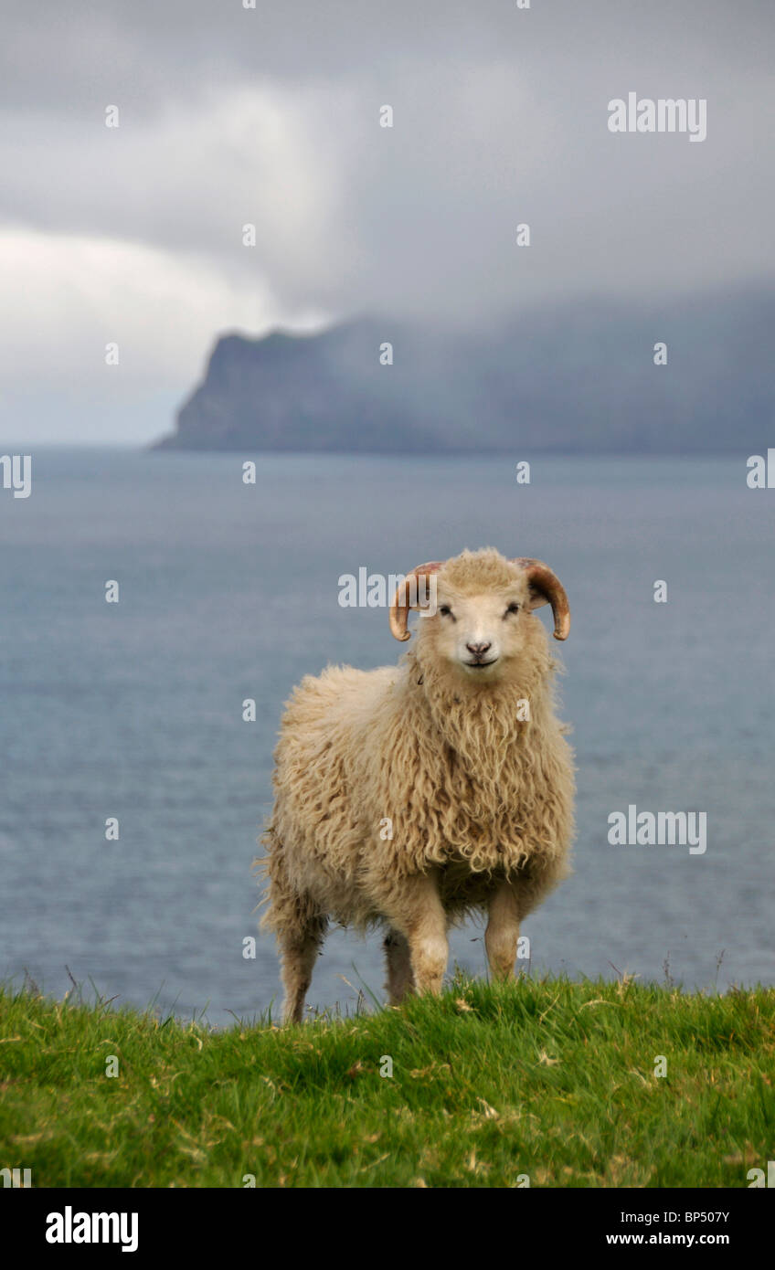 Faroe Islands Sheep Stock Photos & Faroe Islands Sheep Stock Images - Alamy