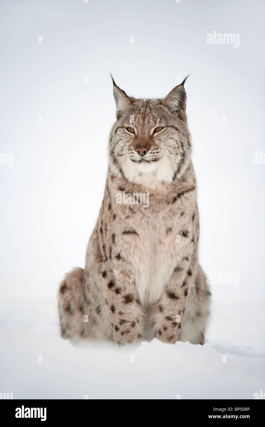 European Lynx (Felis lynx, Lynx lynx). Scandinanvian race. Adult female ...
