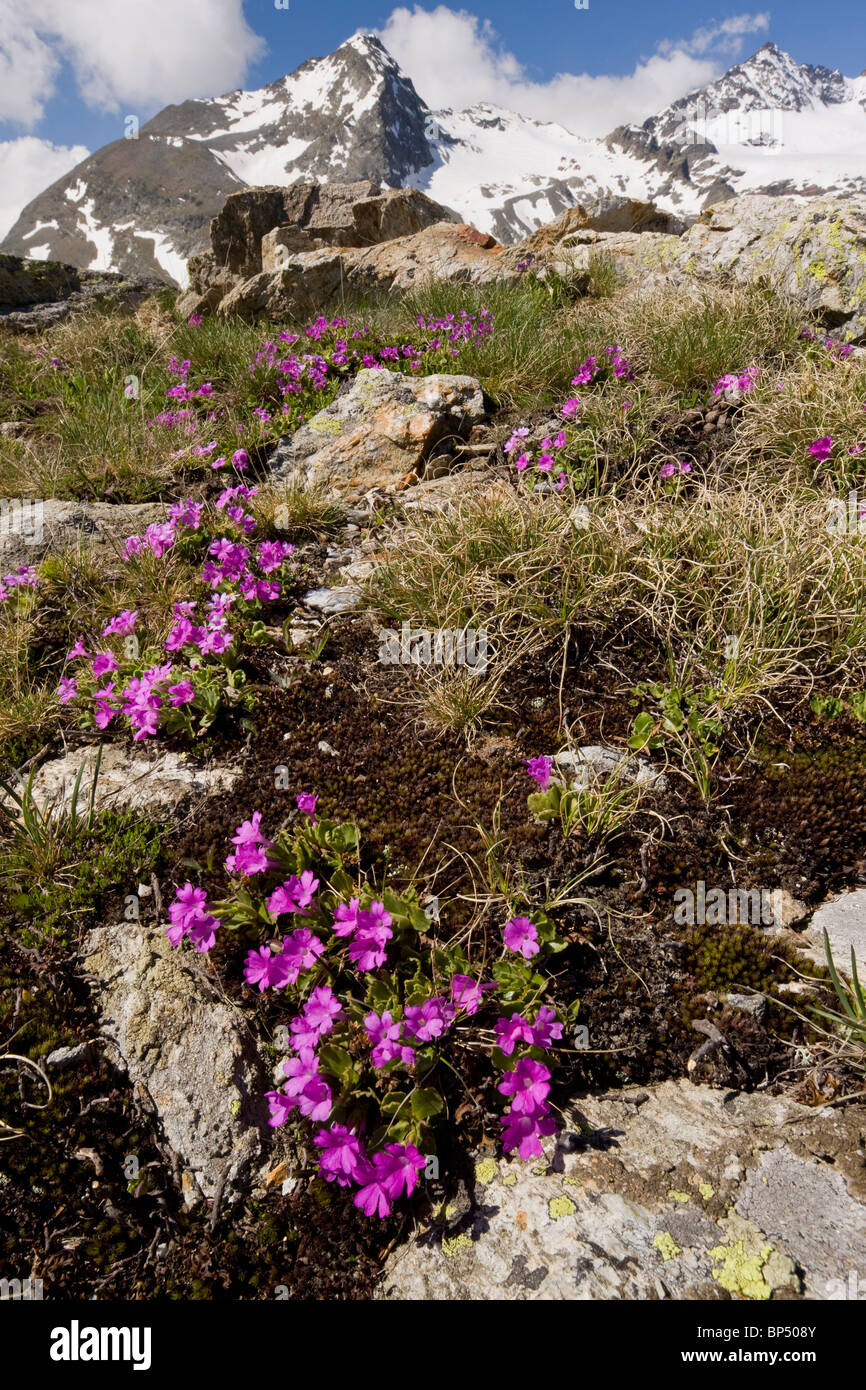 Hairy primrose primula hirsuta hi-res stock photography and images - Alamy