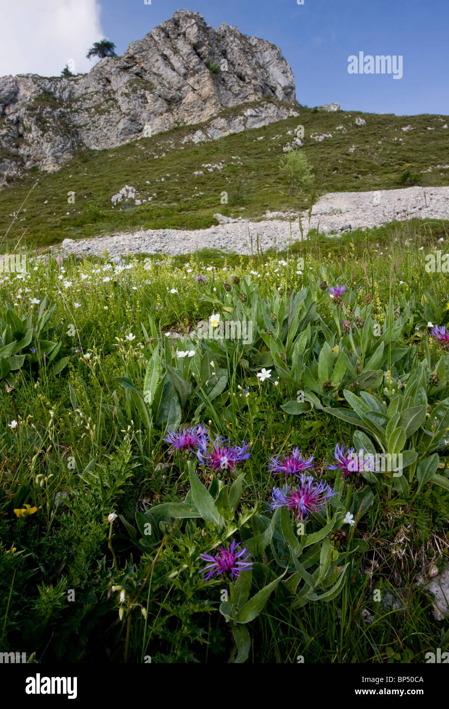 Flowery grasslands, with Centaure triumfetii, on the slopes of Monte ...