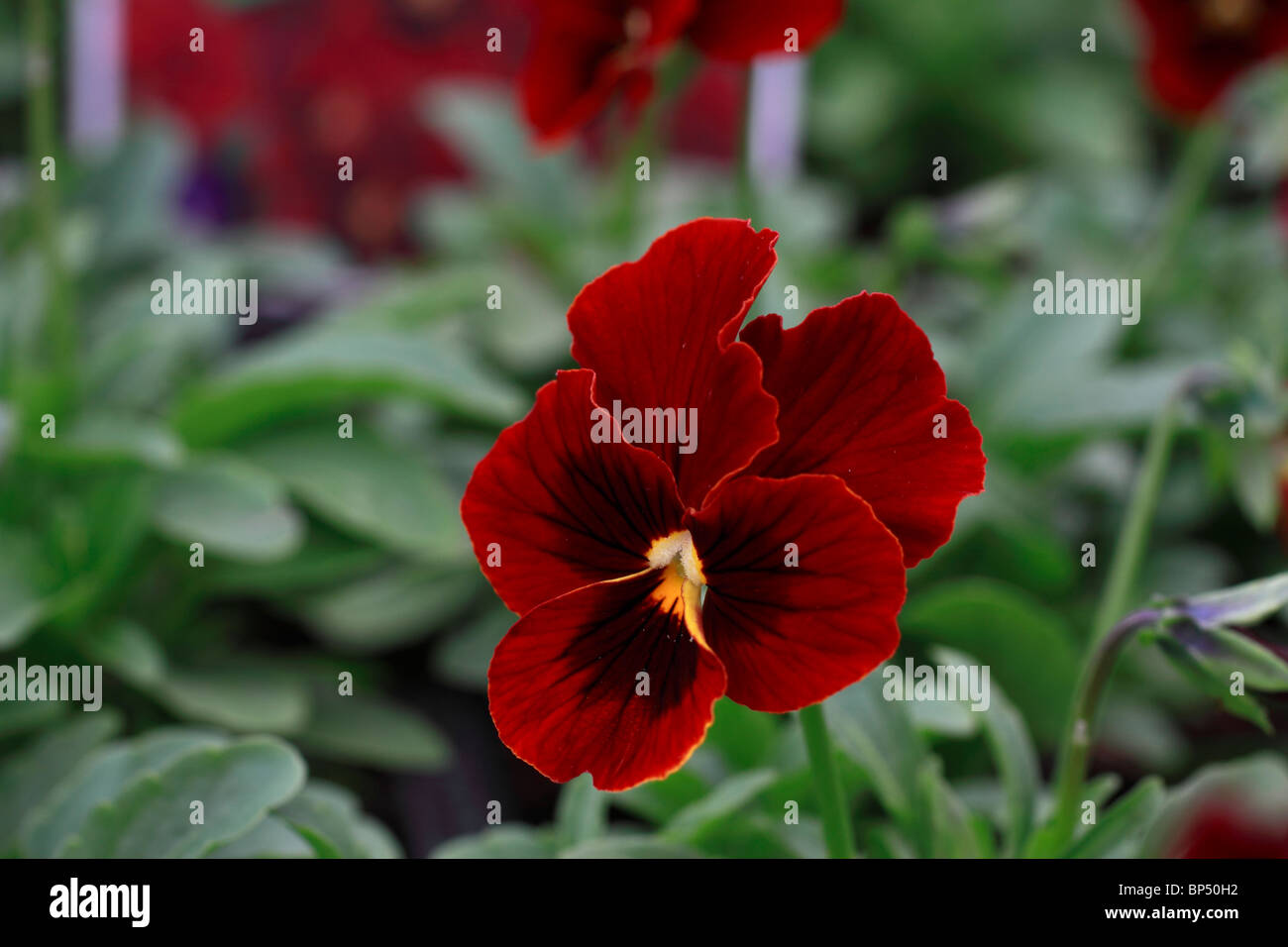 viola, radiance red blotch, Viola wittrockiana, annual Stock Photo - Alamy