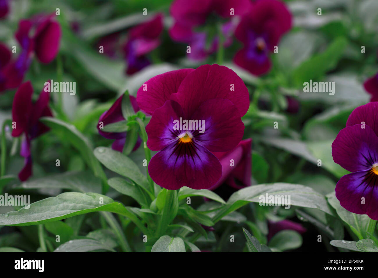 viola, rocky, deep purple, Viola wittrockiana, annual Stock Photo - Alamy