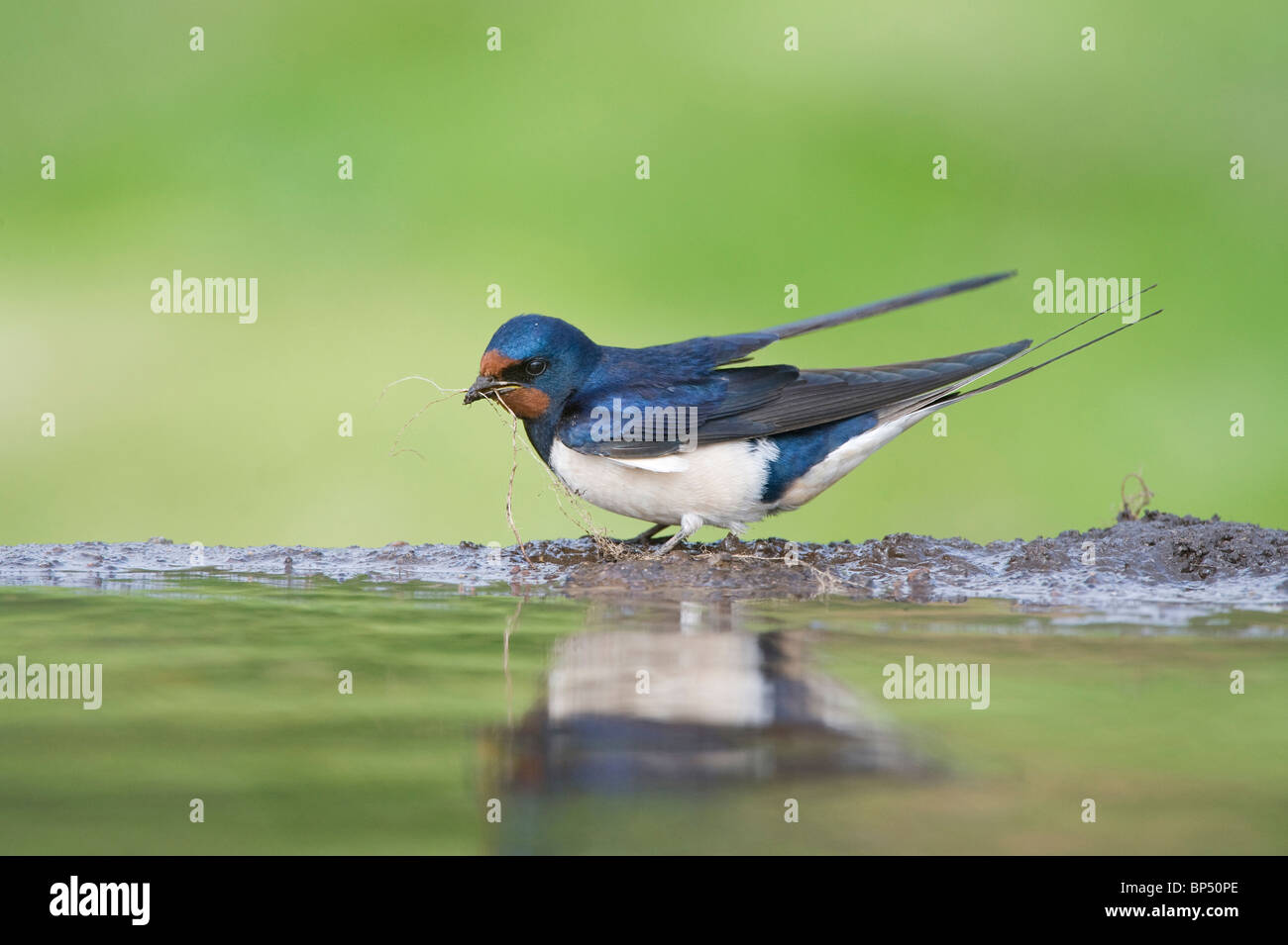 Hirundo rustica hi-res stock photography and images - Alamy