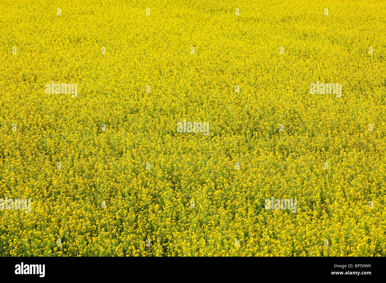 Turnip mustard hi-res stock photography and images - Alamy