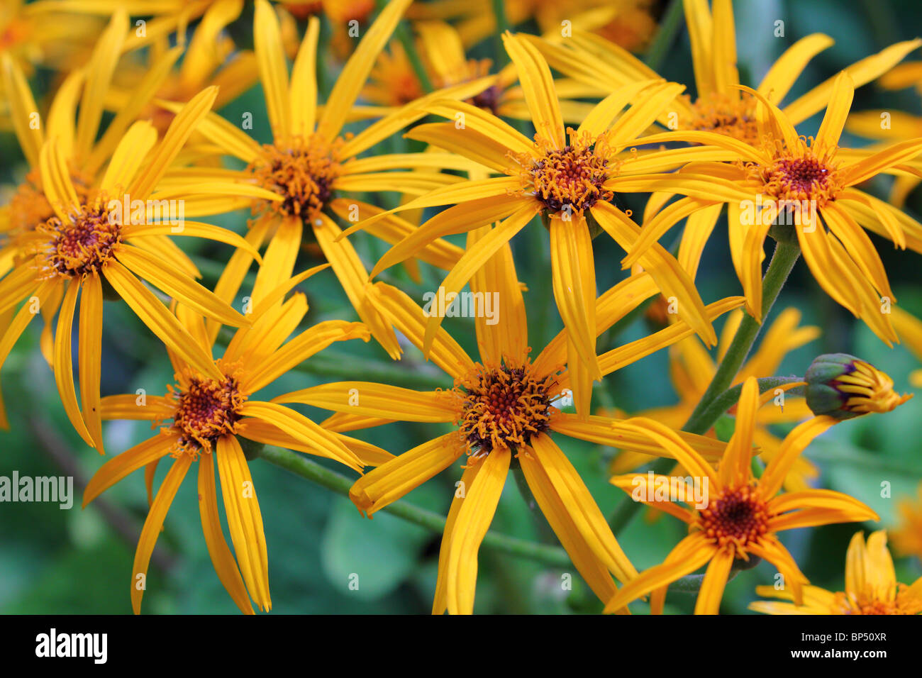 Ligularia High Resolution Stock Photography and Images - Alamy