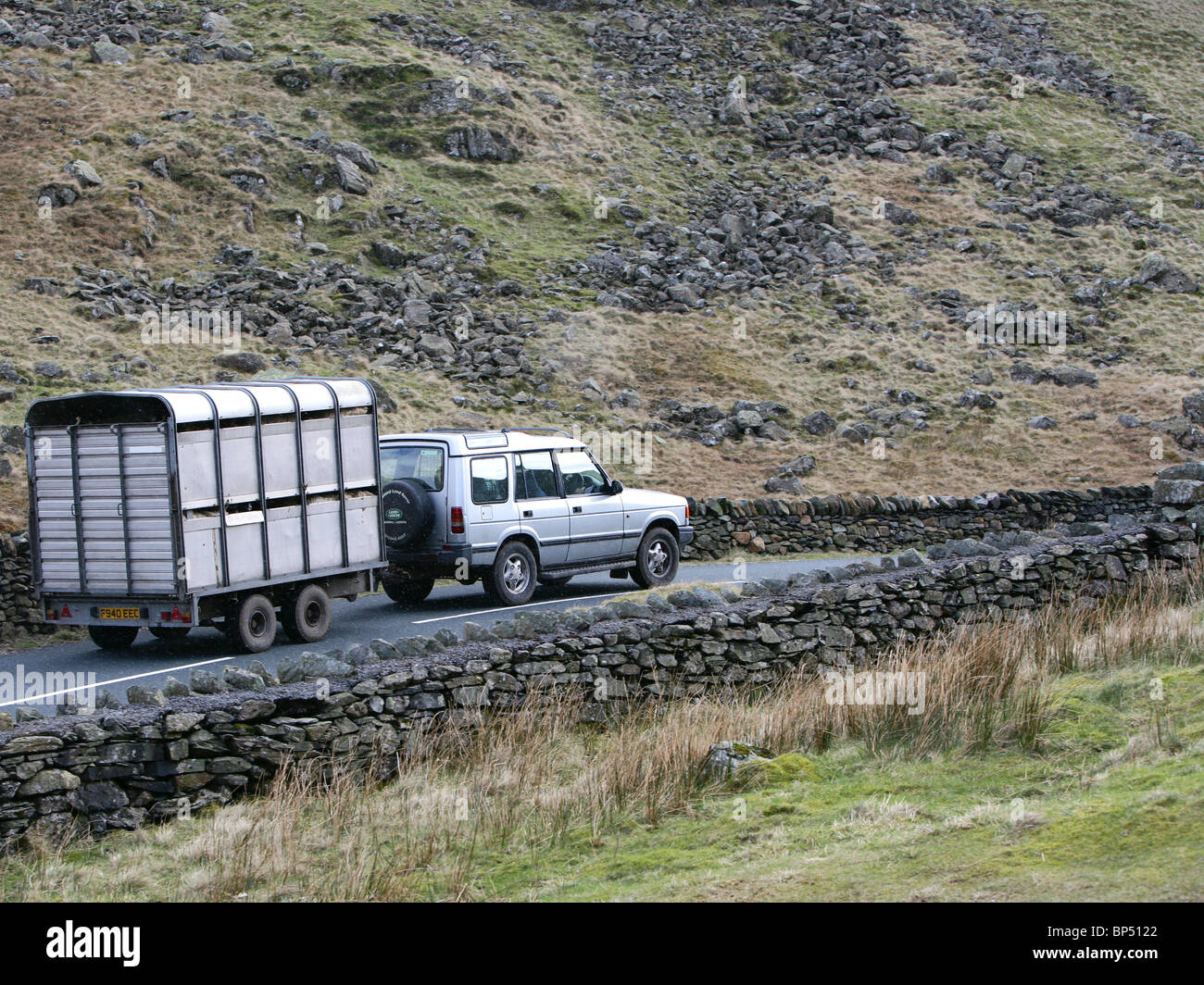 Livestock Sheep Transportation Stock Photo - Alamy