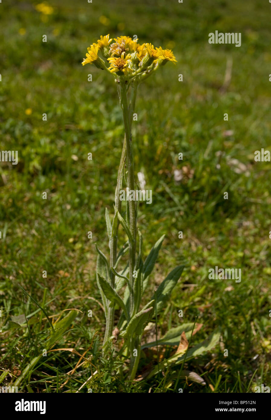 Field Fleawort, Senecio integrifolius on Monte Baldo, Italy Stock Photo ...