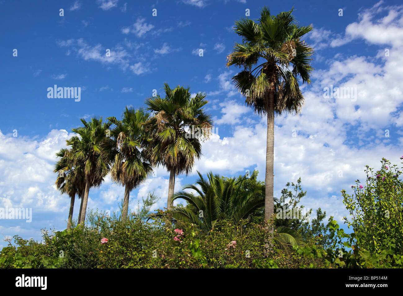 Spain Mallorca palm trees four blue sky Stock Photo - Alamy