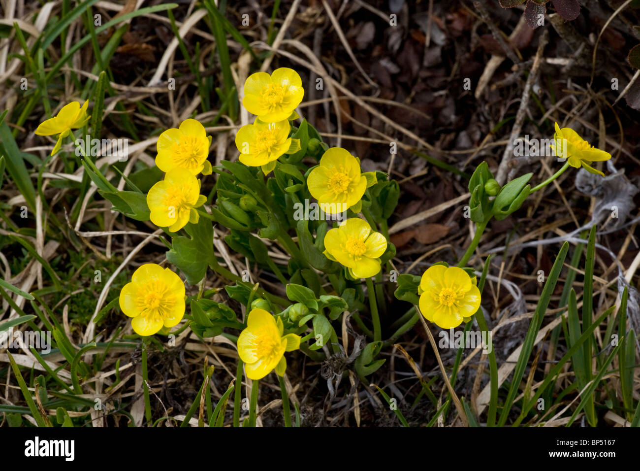 Ranunculus hybridus hi-res stock photography and images - Alamy