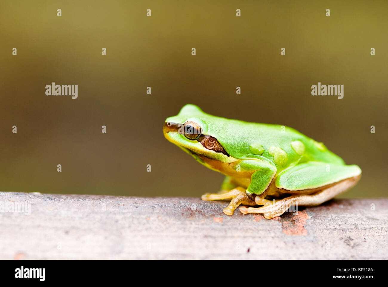 Tree Frog On The Leaf (Hyla Chinensis) Stock Photo Image Of, 41% OFF