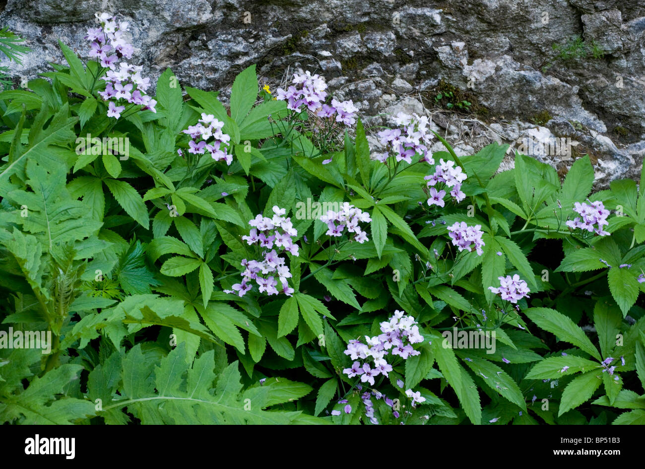 Five-leaved Bittercress Cardamine pentaphyllos in woodland, on Monte ...