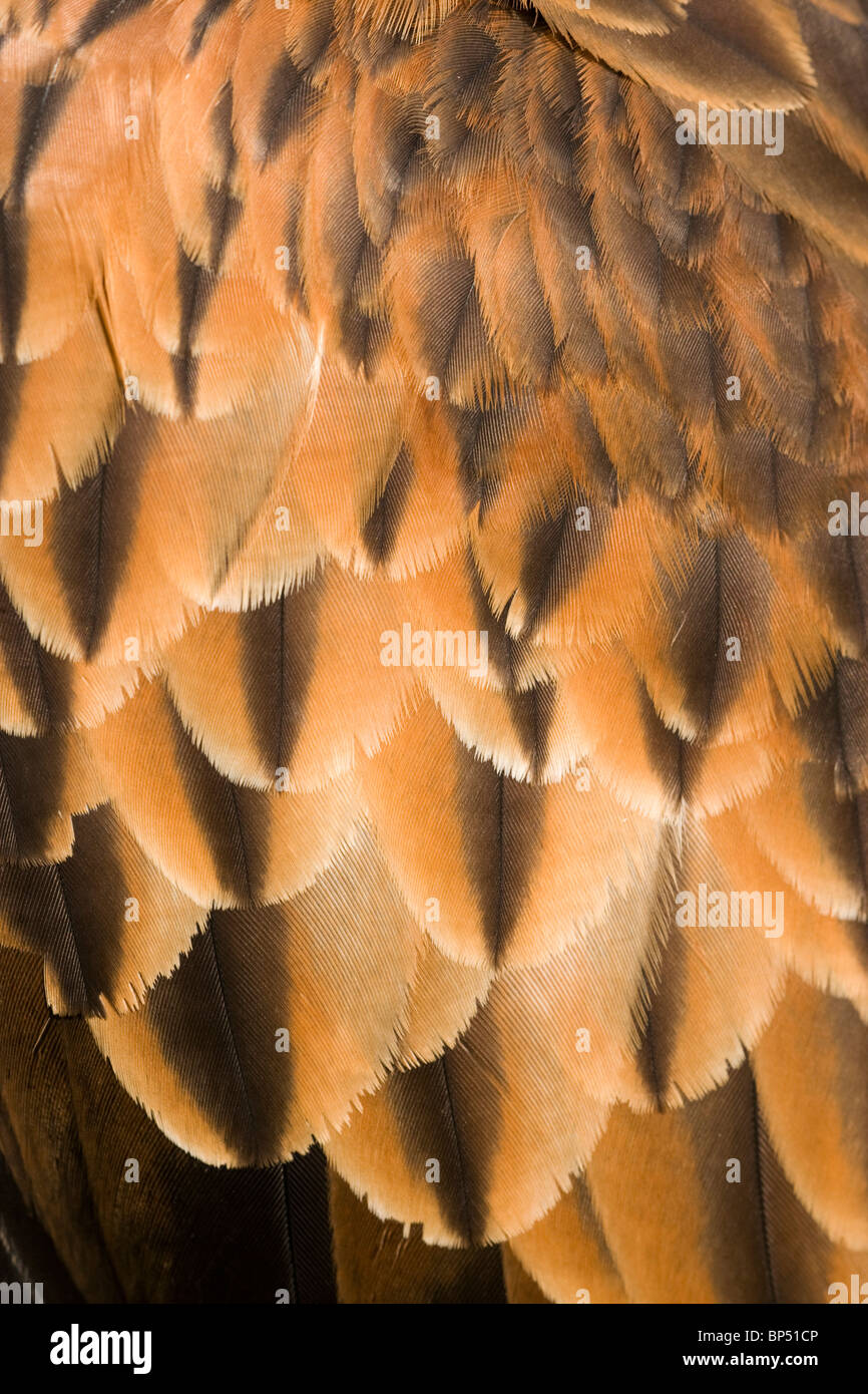 Red kite feather up close hi-res stock photography and images - Alamy