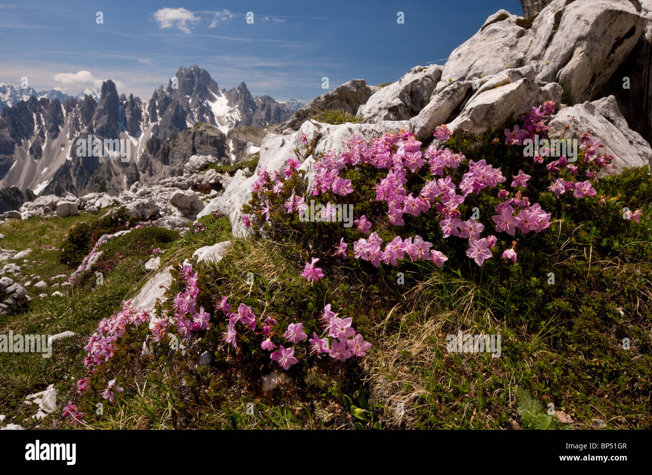 Dwarf alpenrose alpenrose hi-res stock photography and images - Alamy
