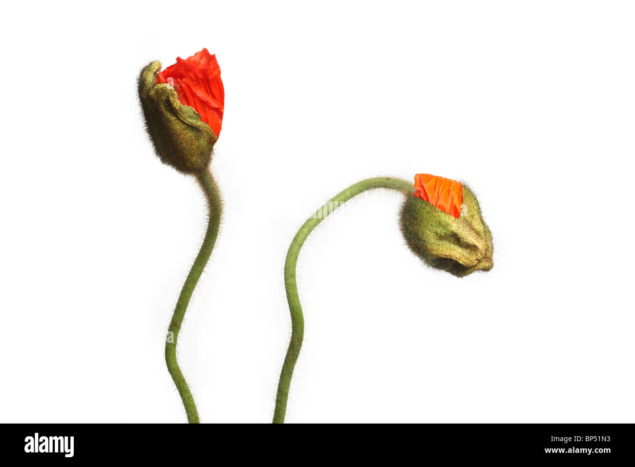 White wild flower close Cut Out Stock Images & Pictures - Alamy