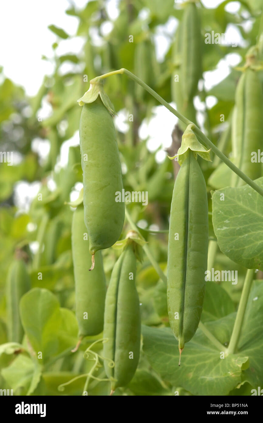Green peas in wild nature Stock Photo - Alamy