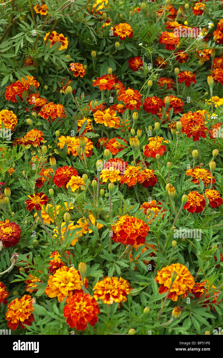 background of marigolds in nature Stock Photo - Alamy