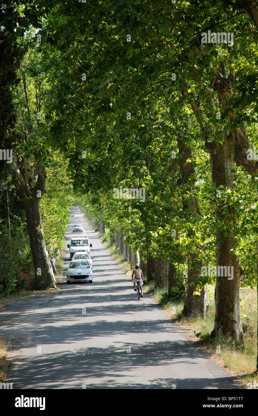 Plane trees line french road hi-res stock photography and images - Alamy