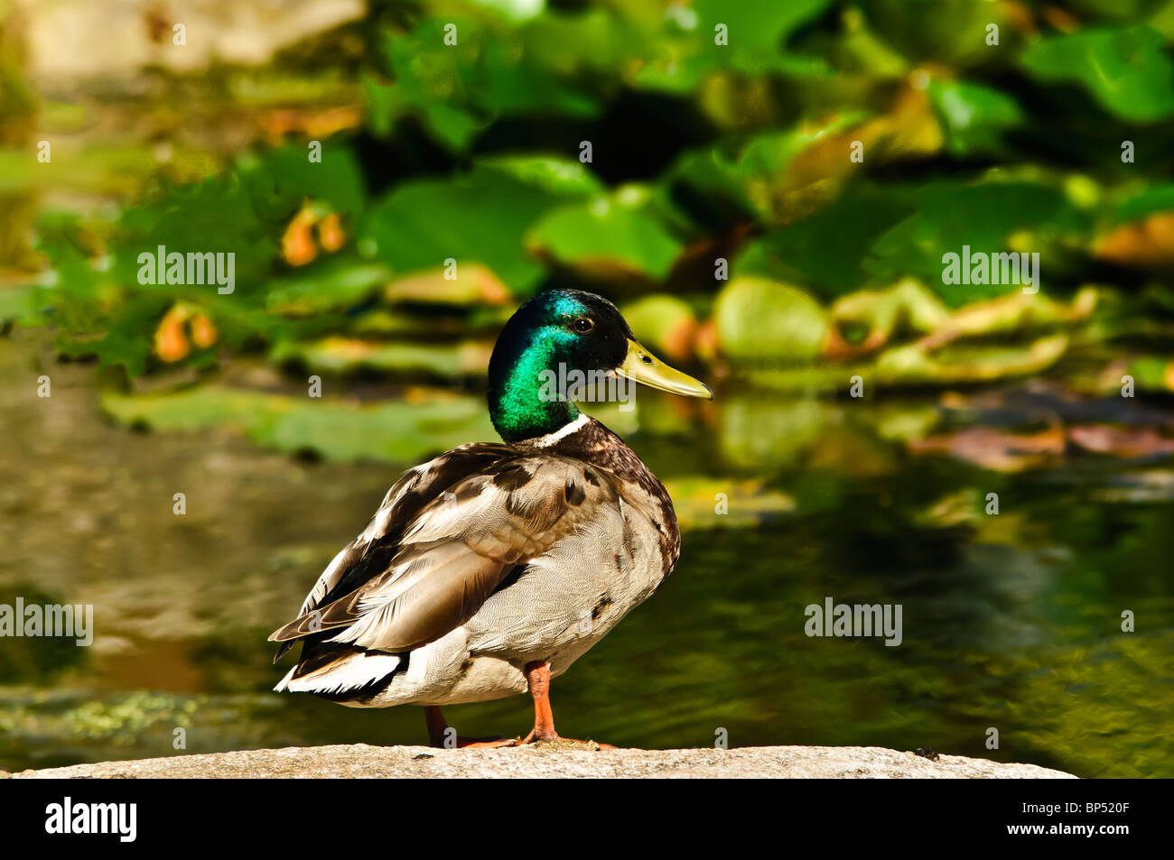 Mallard Duck standing on a boulder Stock Photo - Alamy