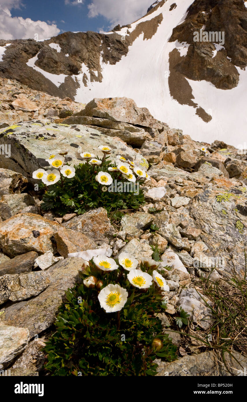 The glacier buttercup ranunculus glacialis hi-res stock photography and ...