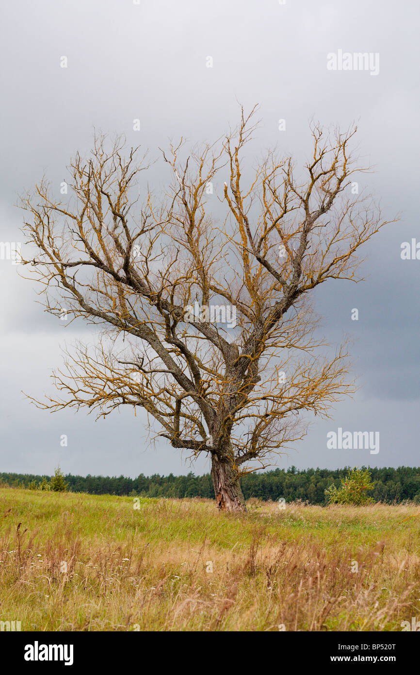 Dead old tree on in wild nature Stock Photo - Alamy