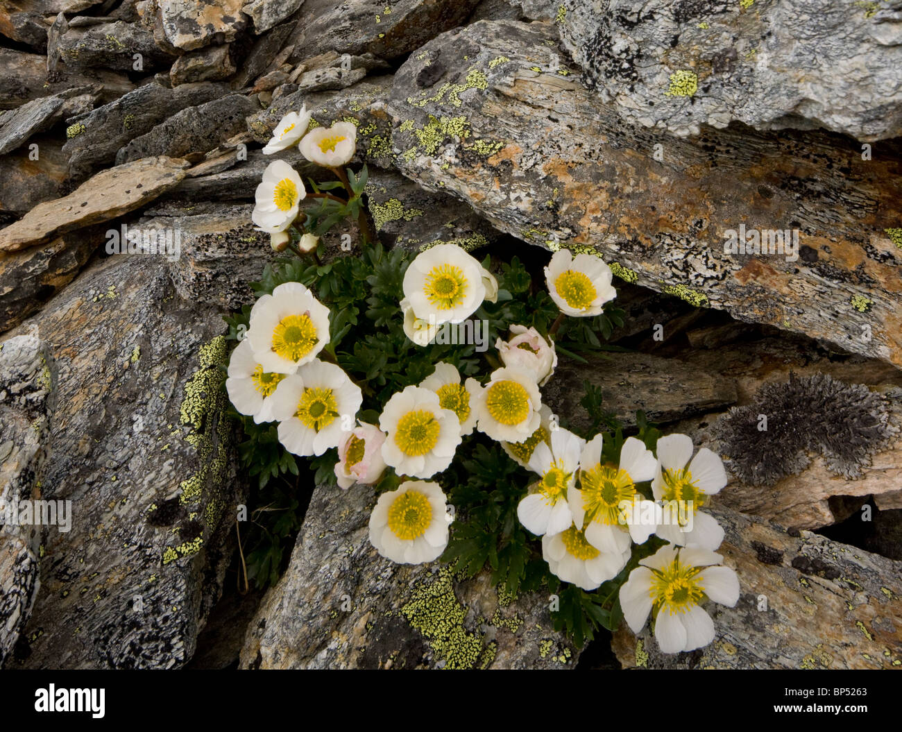 Glacier buttercup hi-res stock photography and images - Alamy