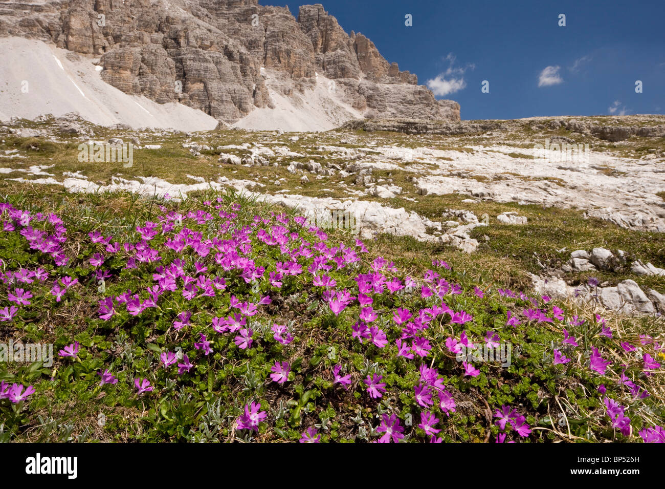 Least primrose, Primula minima in abundance in the Dolomites, Italy ...