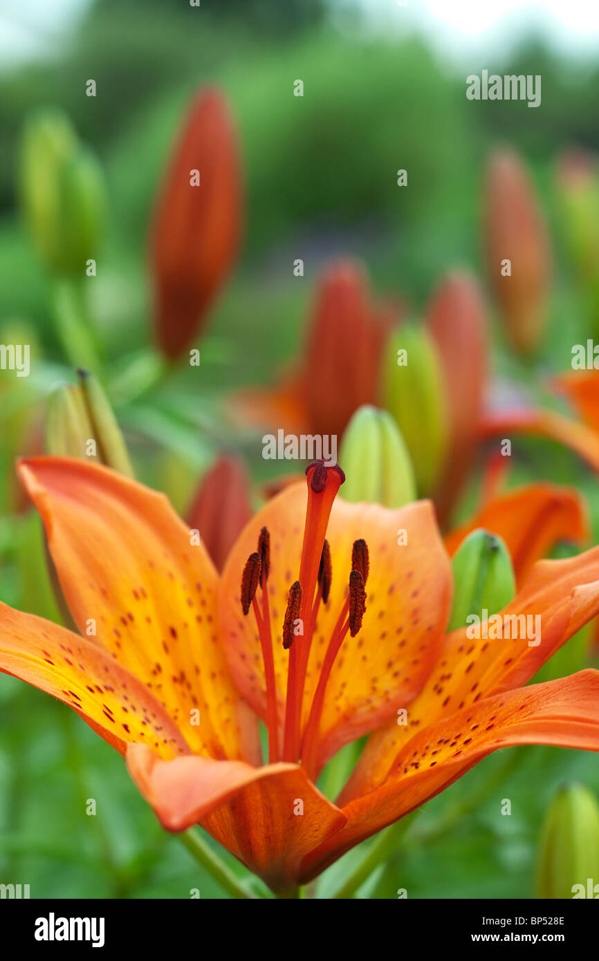 Wild tiger lily hi-res stock photography and images - Alamy
