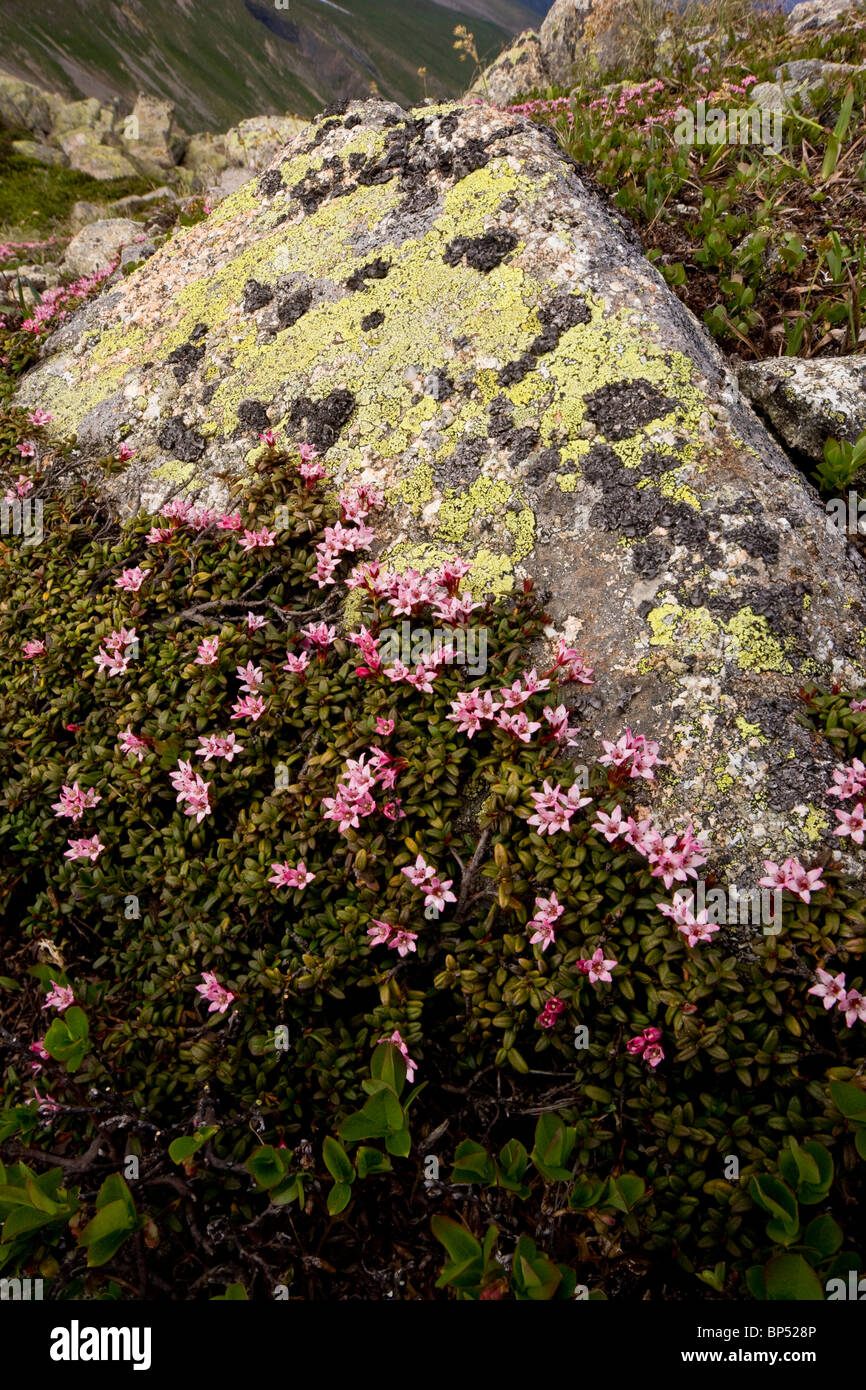 Alpine trailing azalea loiseleuria procumbens hi-res stock photography ...