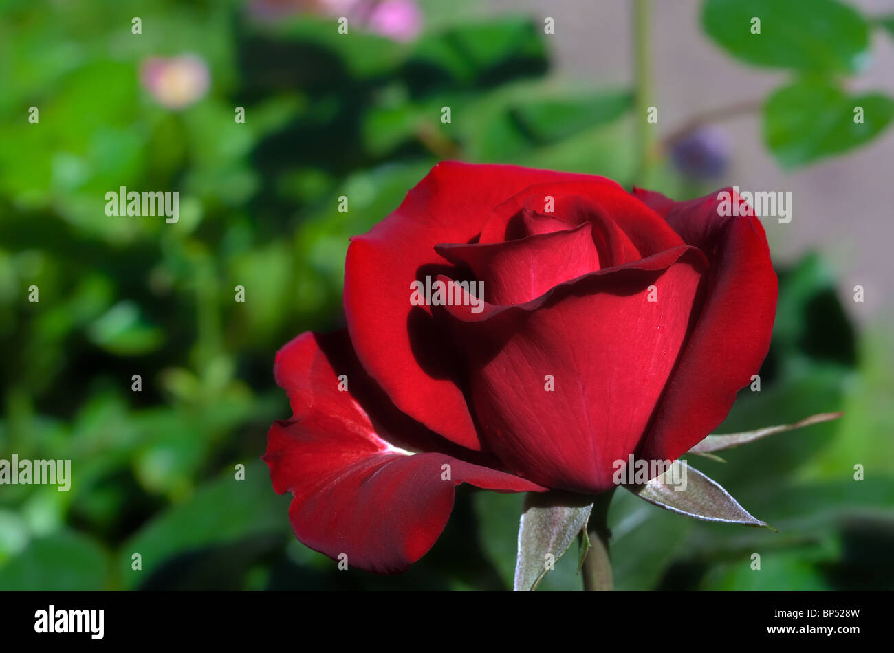 Red rose macro close up in nature Stock Photo - Alamy