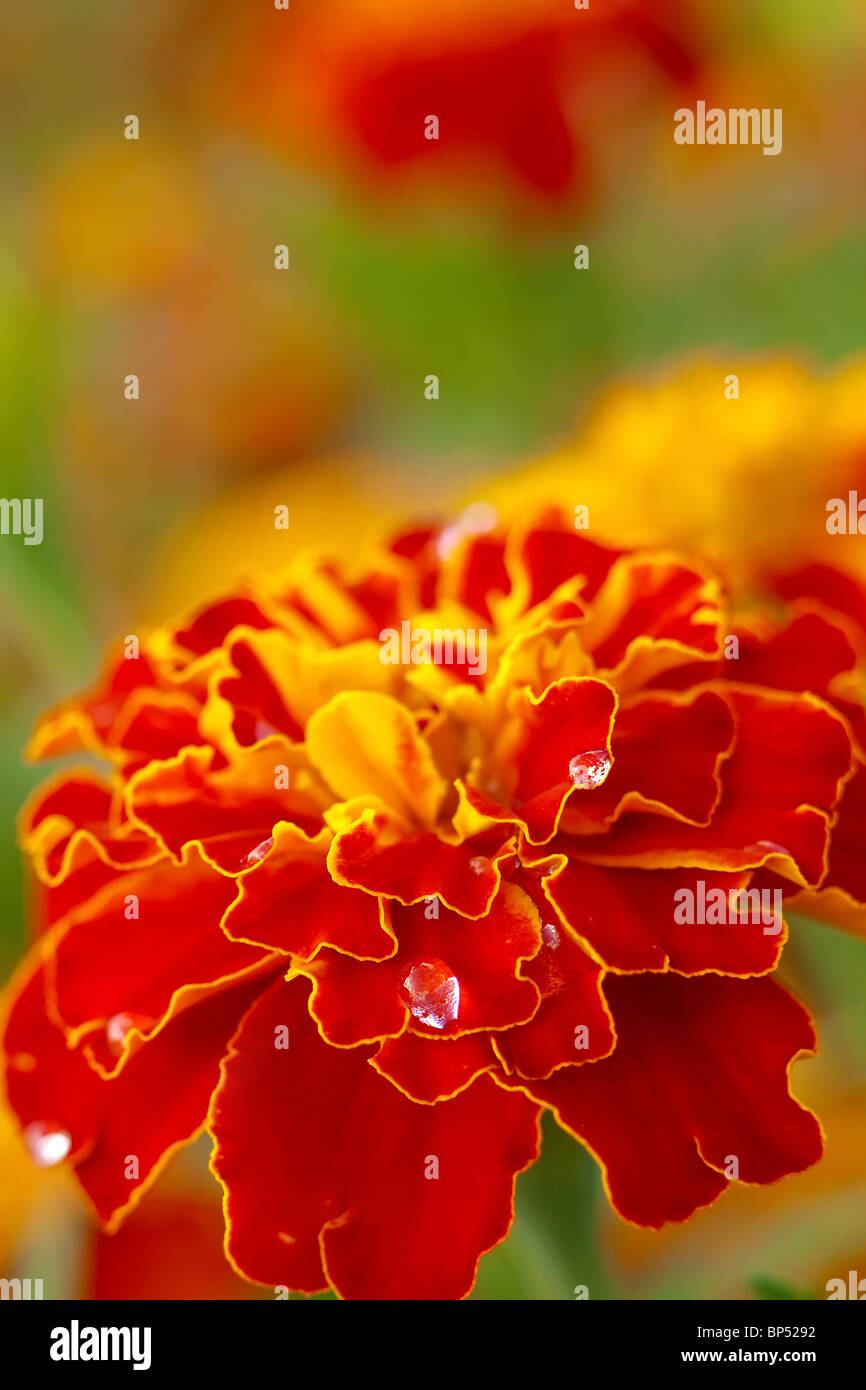 Marigold close up with water drops in nature Stock Photo - Alamy